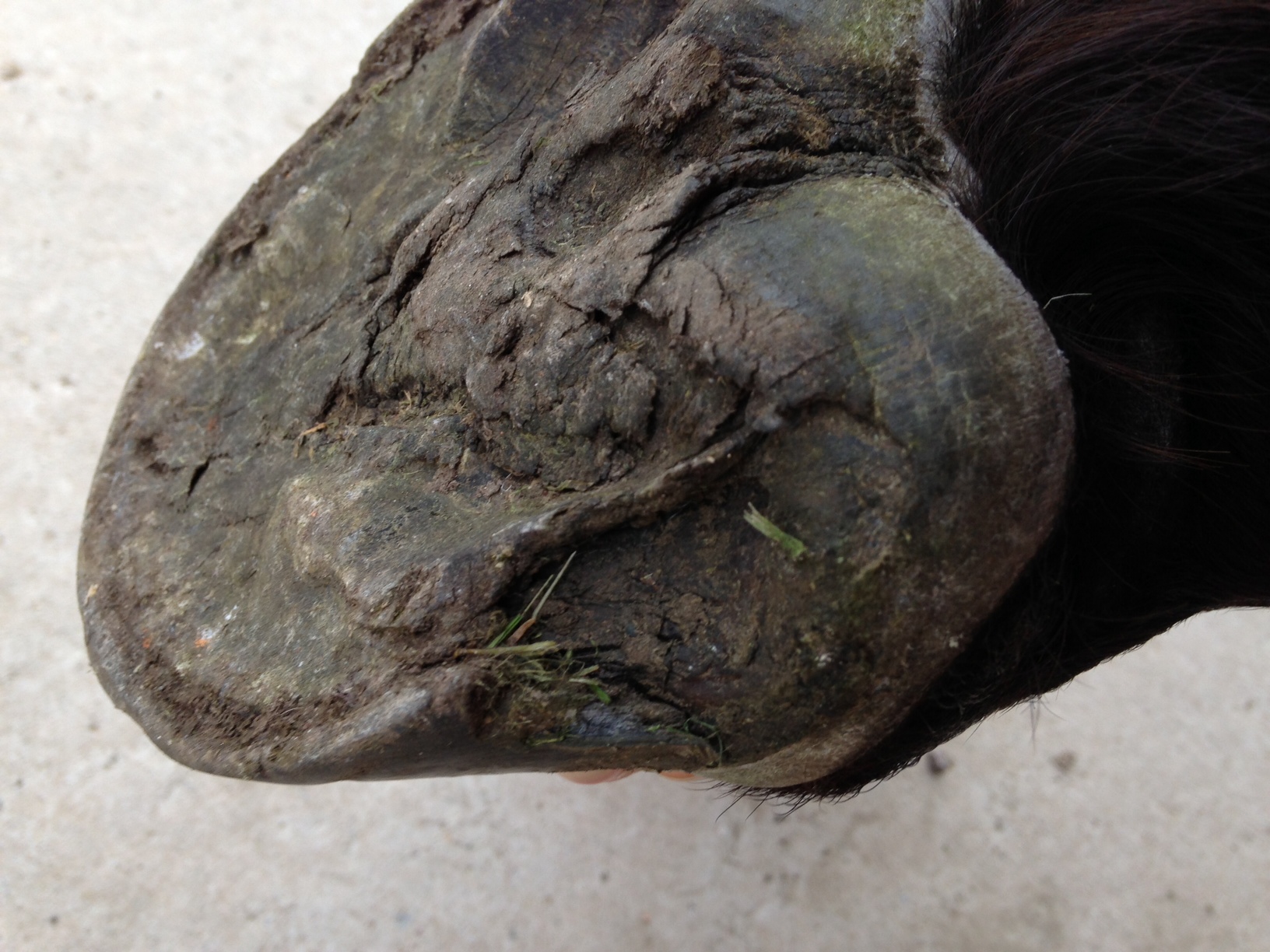 Hoof Abscesses | Vikki Fear DEP MEPA(UK)