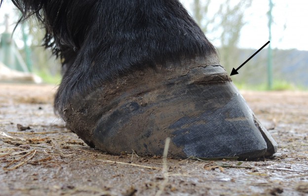 Hoof Abscesses | Vikki Fear DEP MEPA(UK)