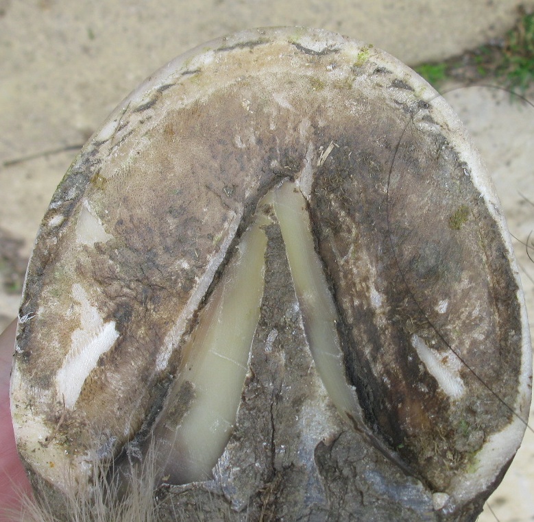 Whiteline disease and seedy toe | Vikki Fear DEP MEPA(UK)