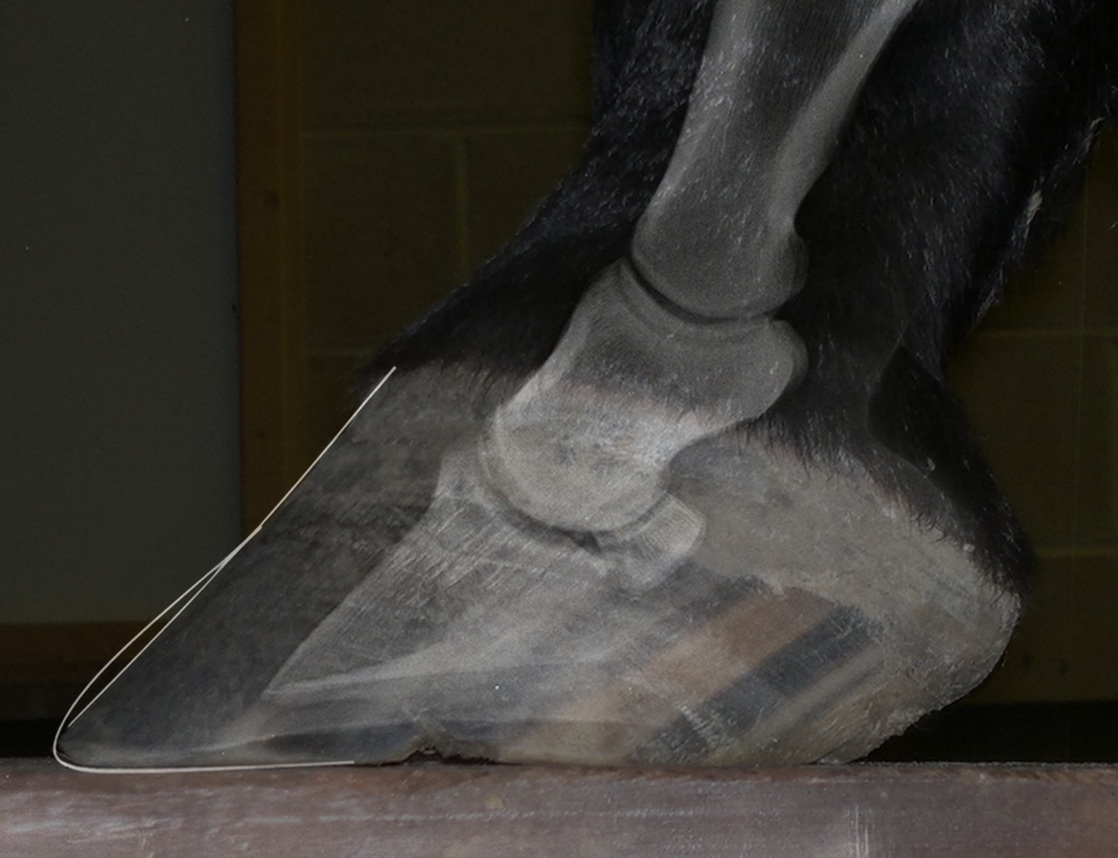 Hoof Function | Vikki Fear DEP MEPA(UK)