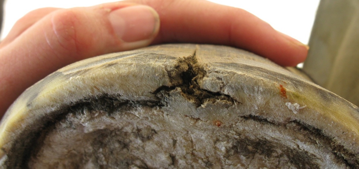 Whiteline disease and seedy toe | Vikki Fear DEP MEPA(UK)