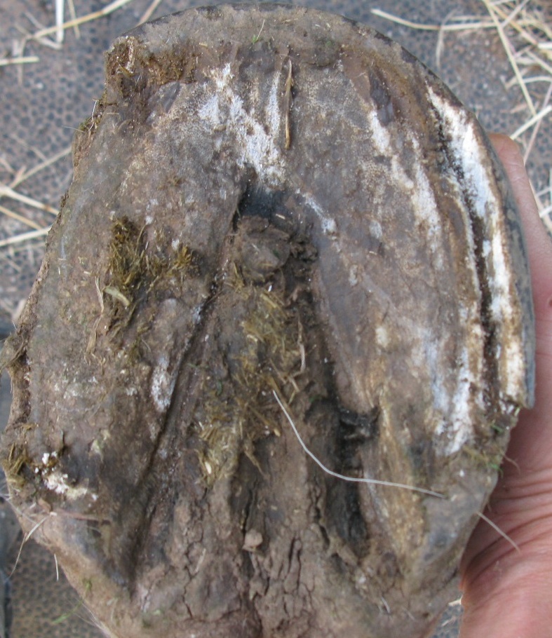 Whiteline disease and seedy toe | Vikki Fear DEP MEPA(UK)